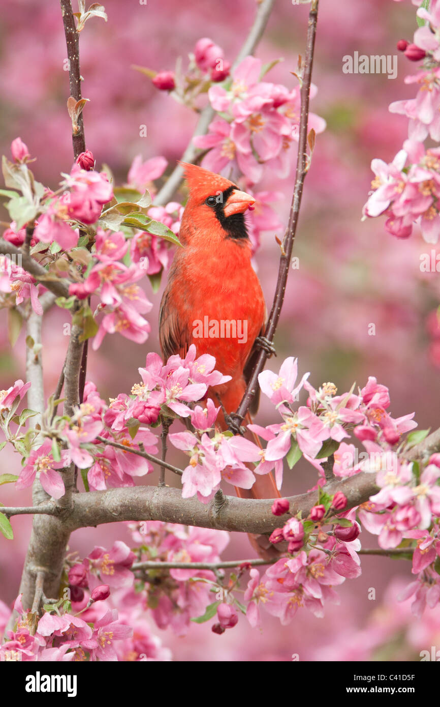 Cardinal Crabapple Fall