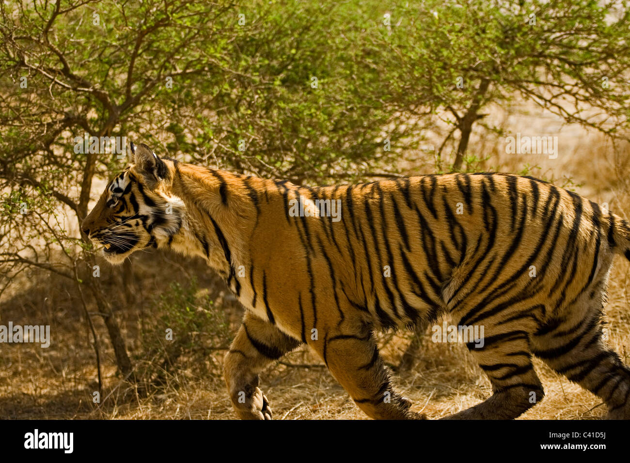 Indian tiger running hi-res stock photography and images - Alamy