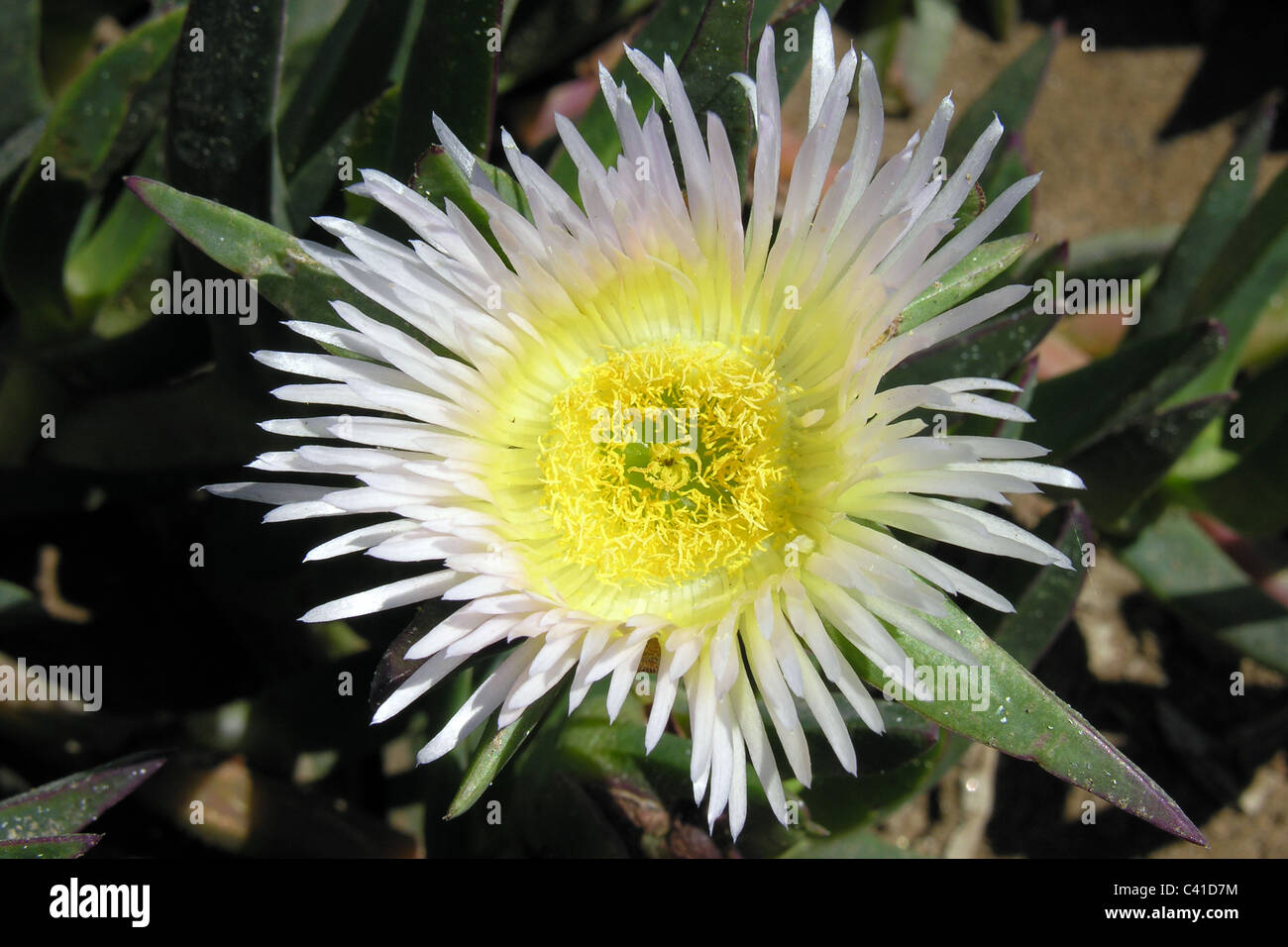 Switzerland namibia hi-res stock photography and images - Alamy