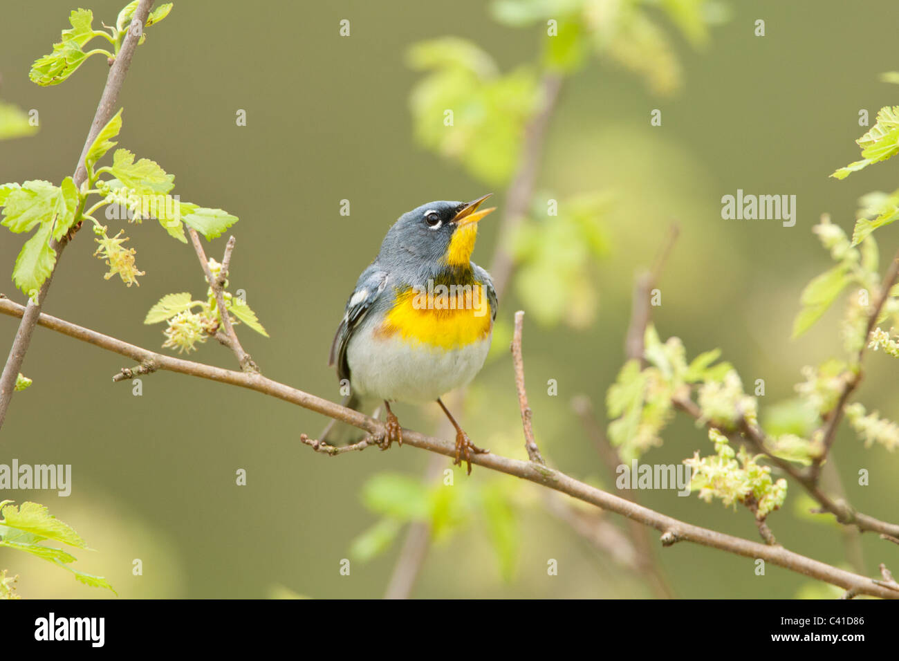Northern Parula Warbler Singing Stock Photo - Alamy