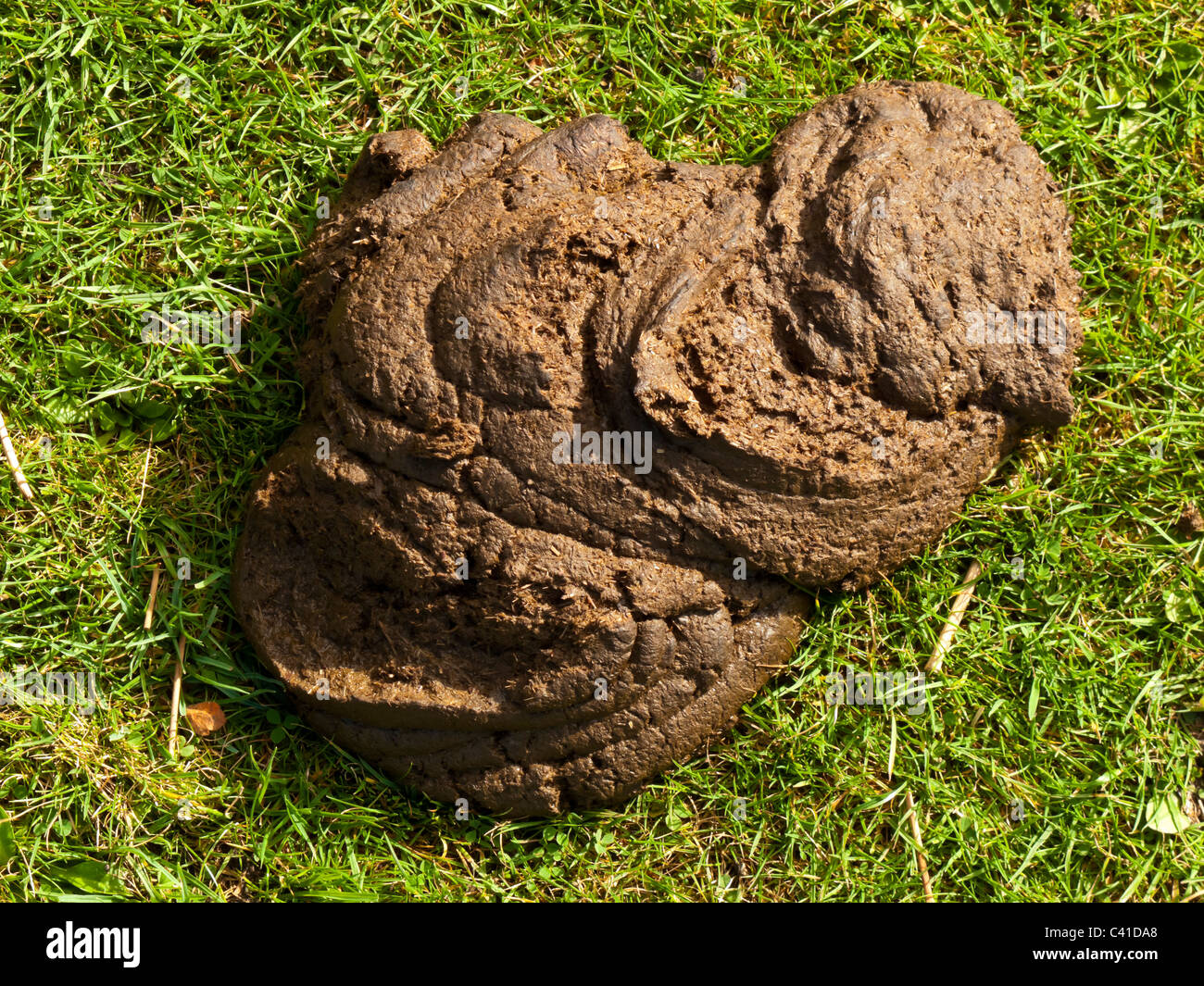 View looking down on freshly produced cow pat in a field of green grass ...