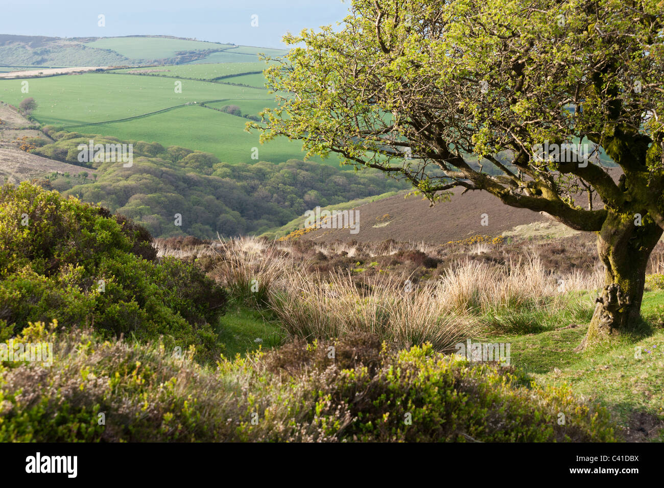Springtime in Exmoor - Lang Combe next to Stoke Pero Common, Somerset ...