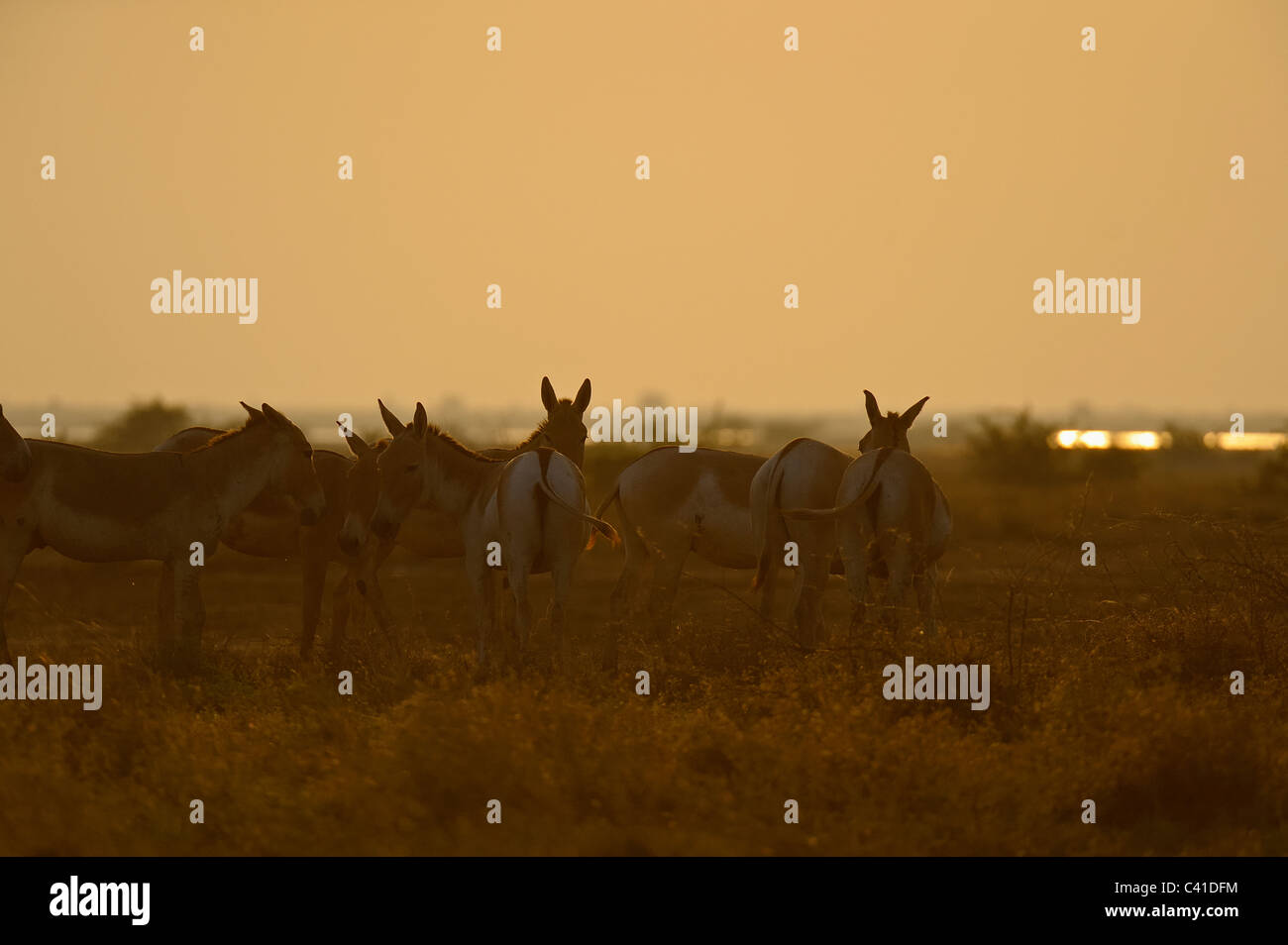 Indian wild ass or Khur herd in Rann of Kutch with back lighting Stock ...