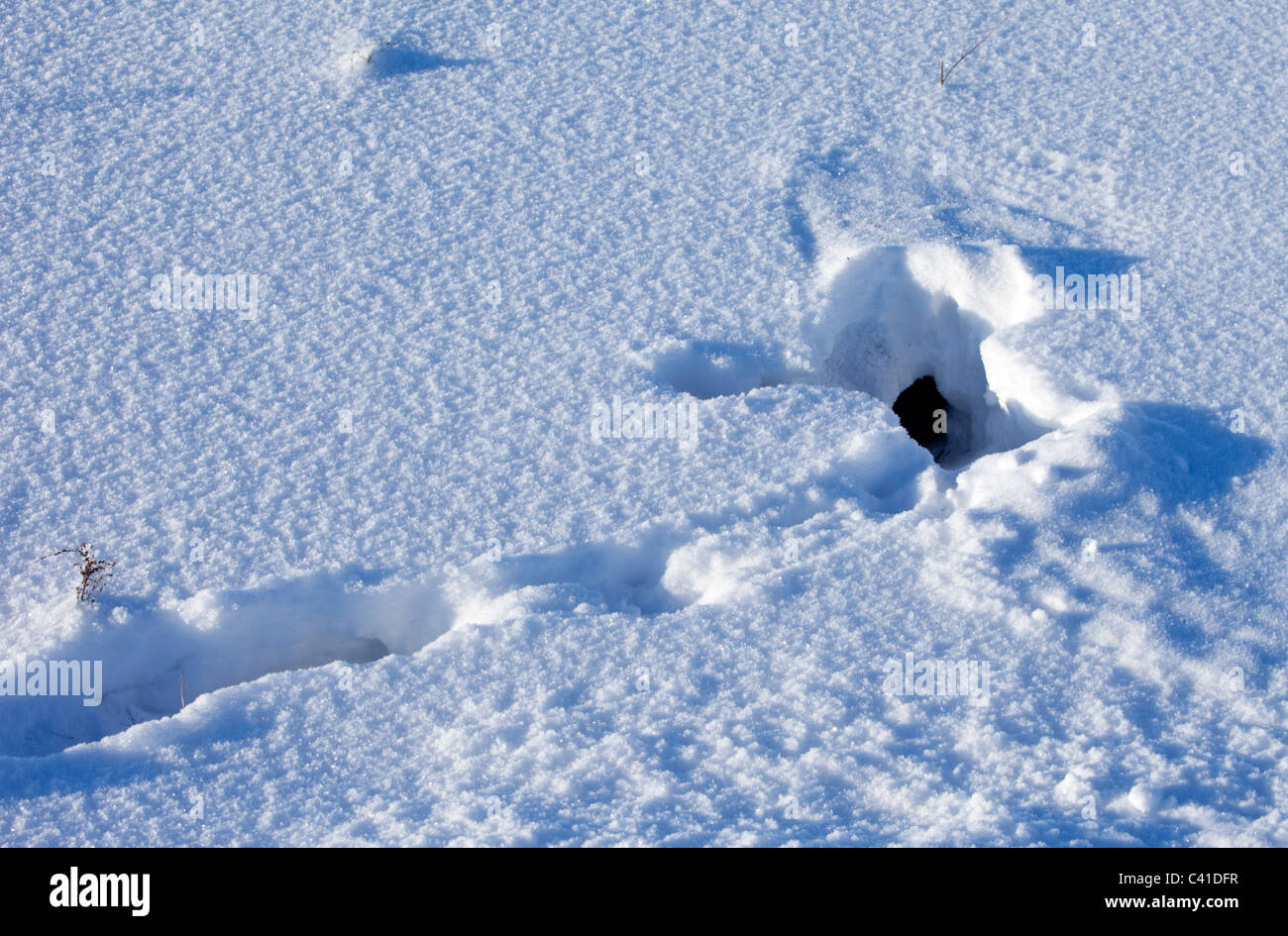 Hole in snow High Resolution Stock Photography and Images - Alamy