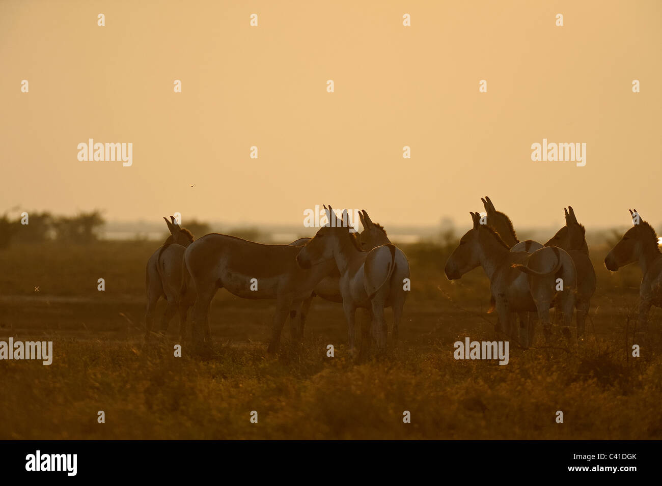 Indian wild ass or Khur herd in Rann of Kutch with back lighting Stock ...