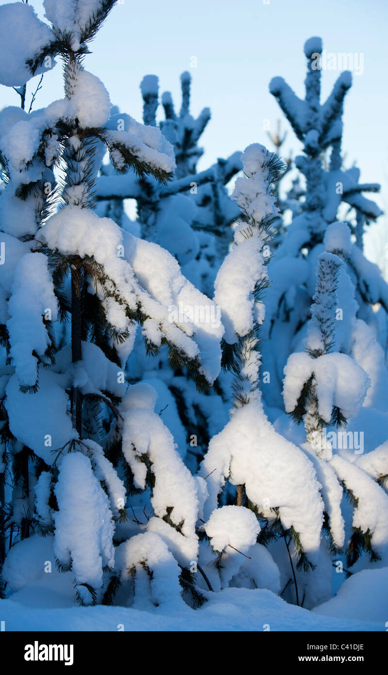Snowy pine ( pinus sylvestris ) tree saplings at Winter , Finland Stock ...