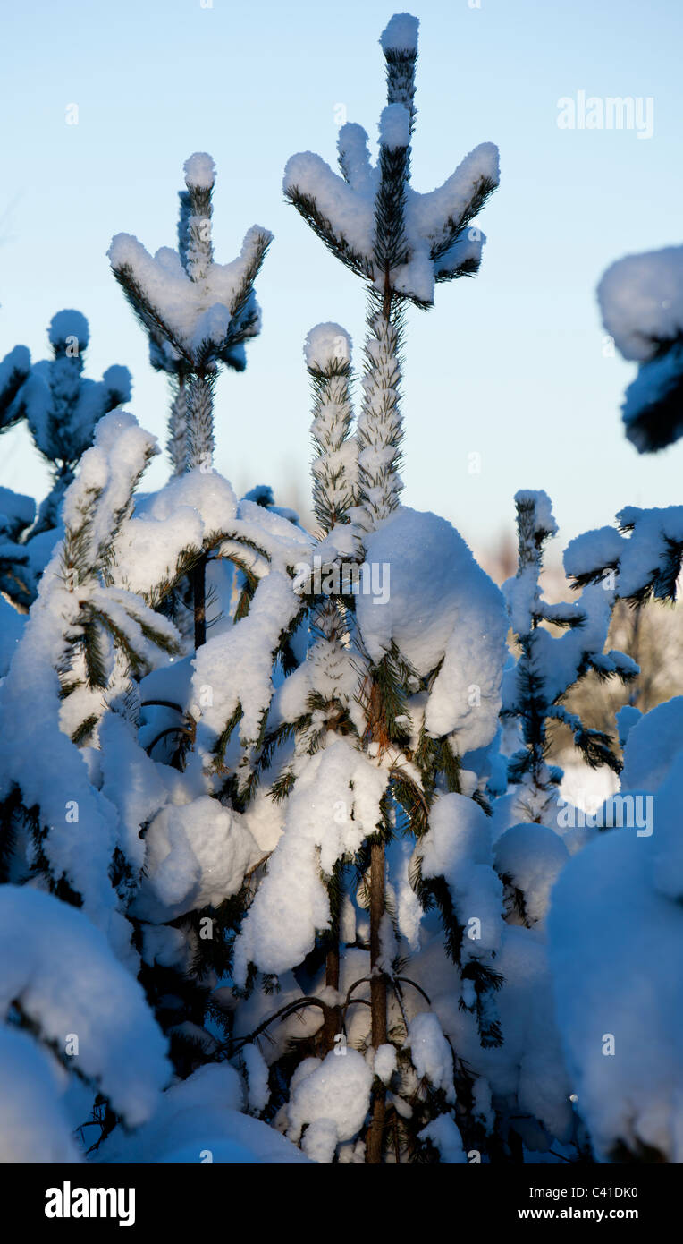Snowy pine ( pinus sylvestris ) tree saplings at Winter , Finland Stock ...