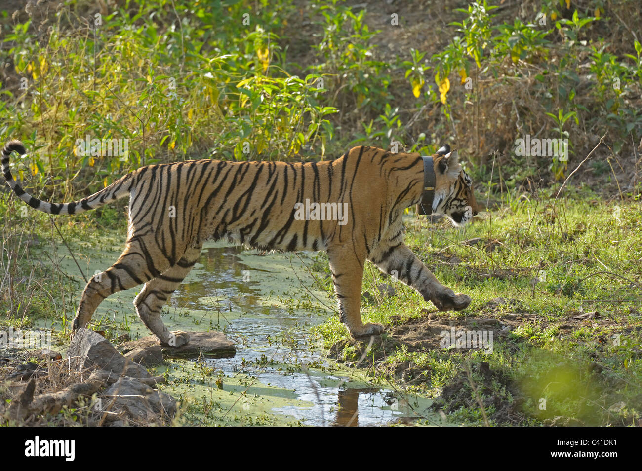 Tiger in Ranthambore national park Stock Photo - Alamy