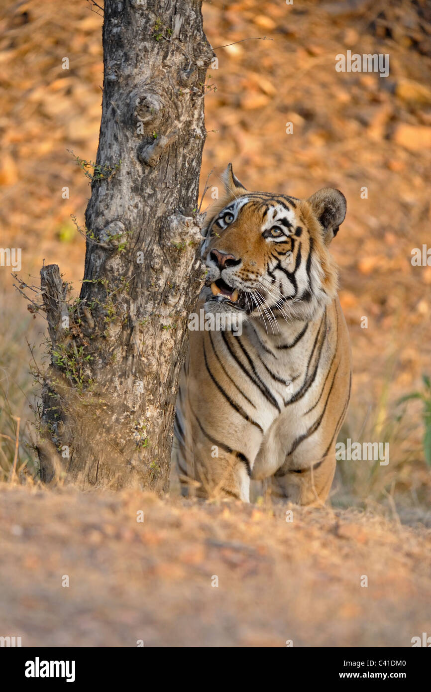 Tiger in Ranthambore national park Stock Photo - Alamy