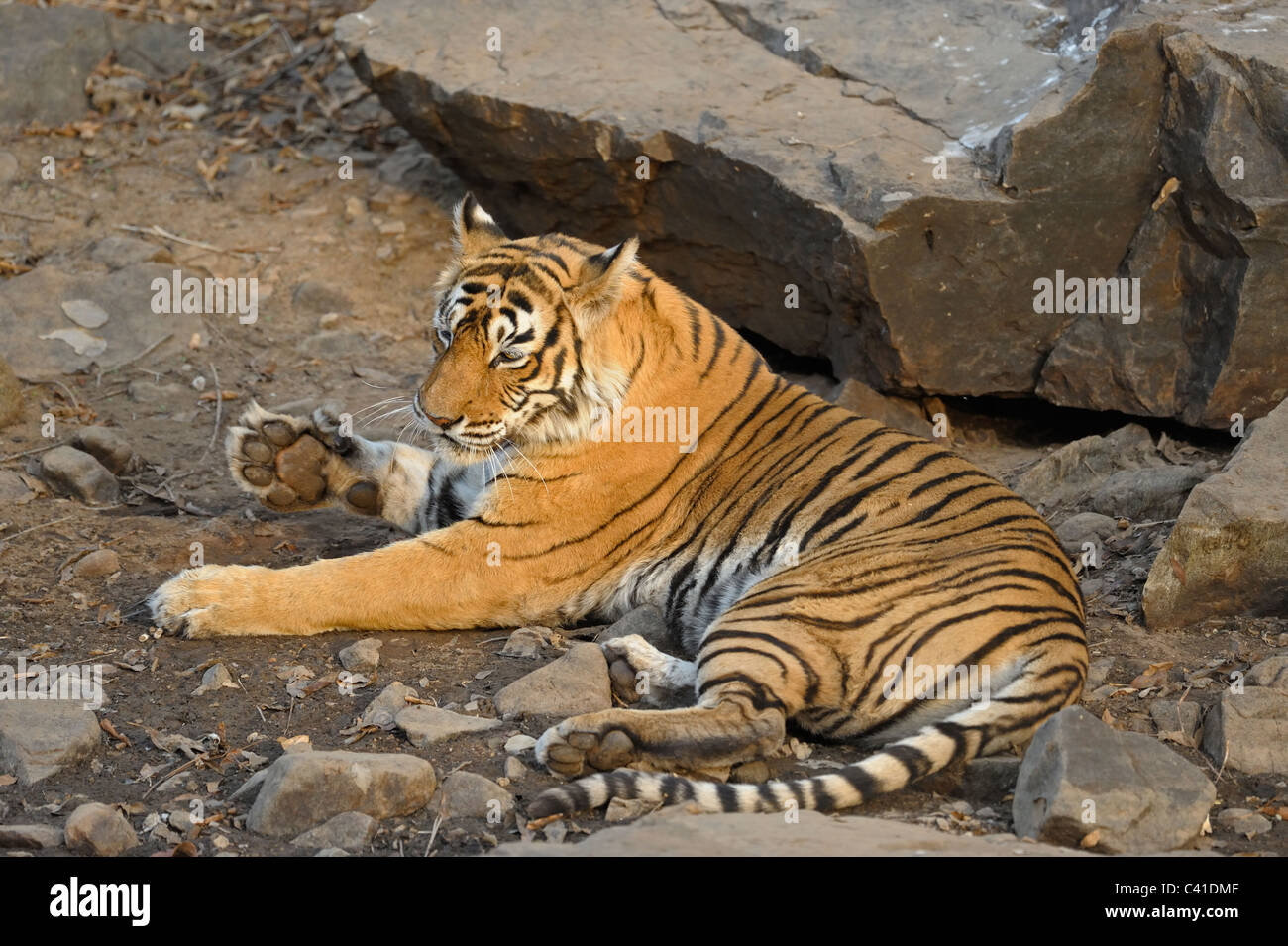 Tiger in Ranthambore national park Stock Photo - Alamy