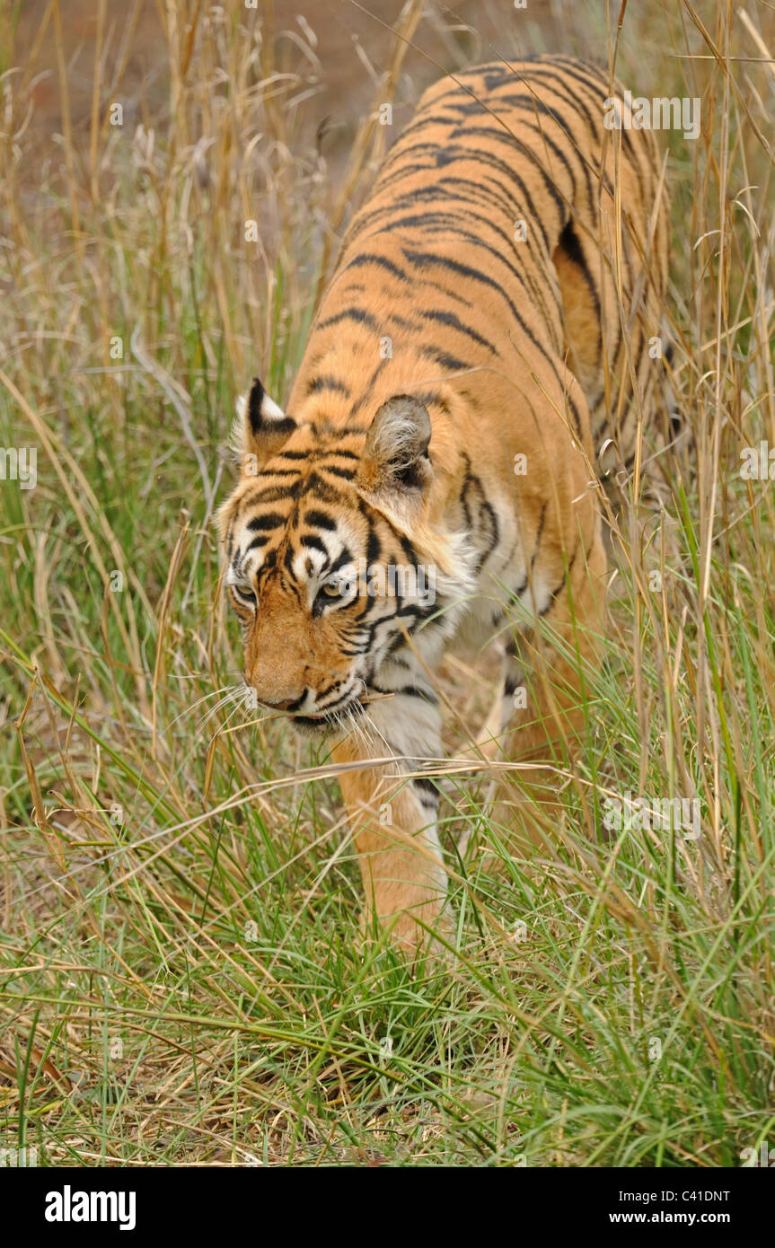 Tiger in grass hi-res stock photography and images - Alamy