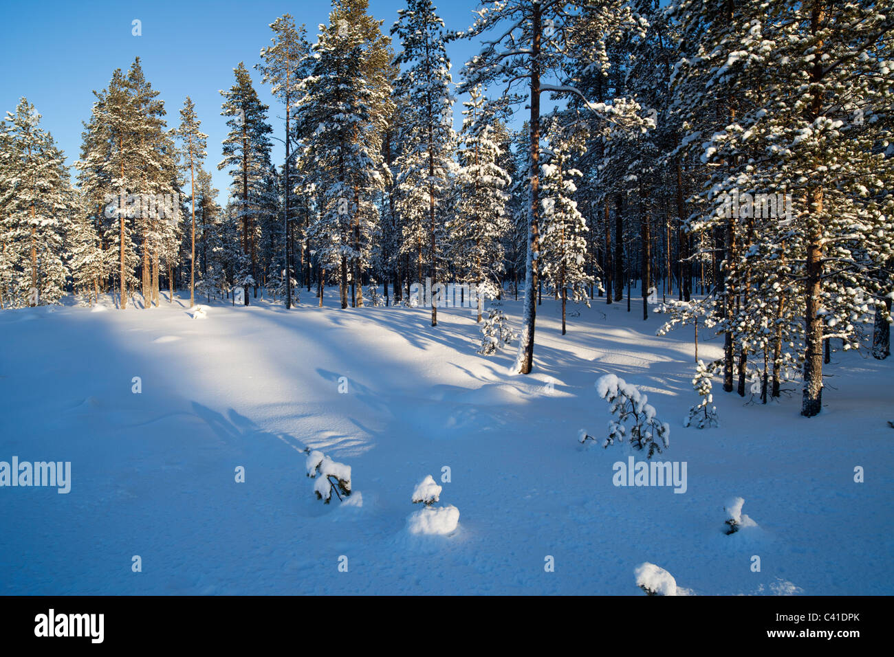 Pine trees ( pinus sylvestris ) growing on dry heathland at taiga ...