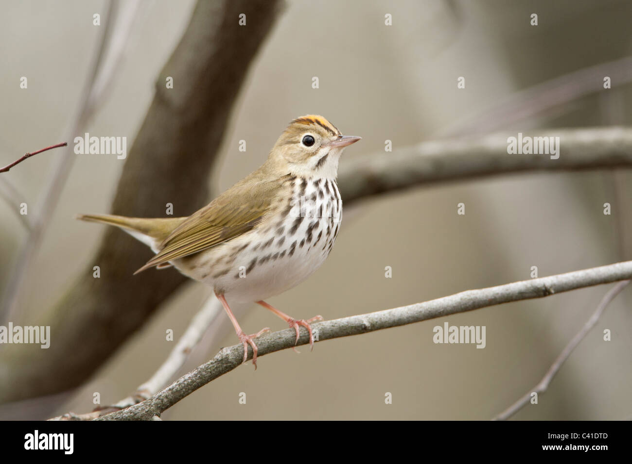 Ovenbirds hi-res stock photography and images - Alamy