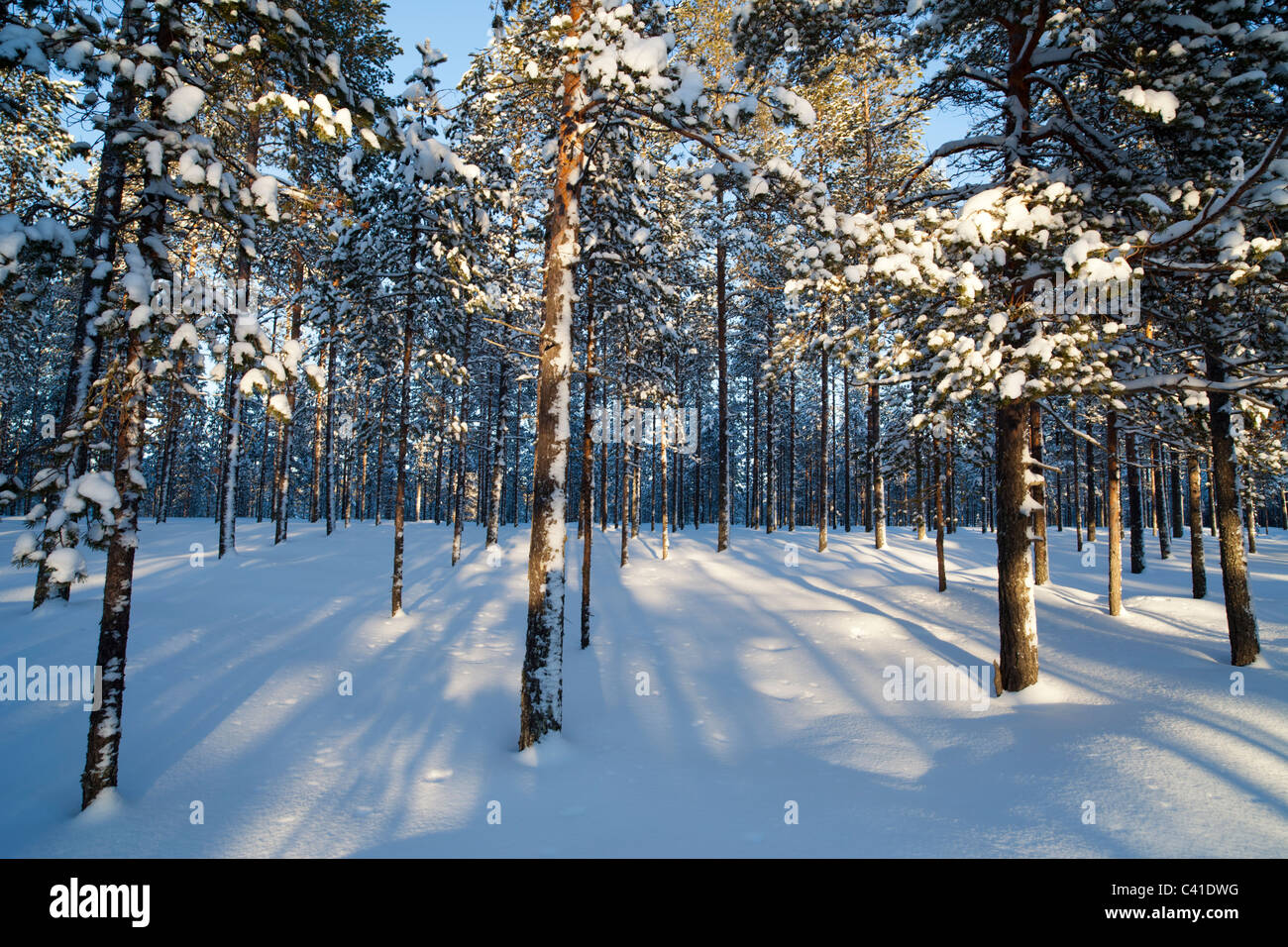 Pine trees ( pinus sylvestris ) growing on dry heathland at taiga ...