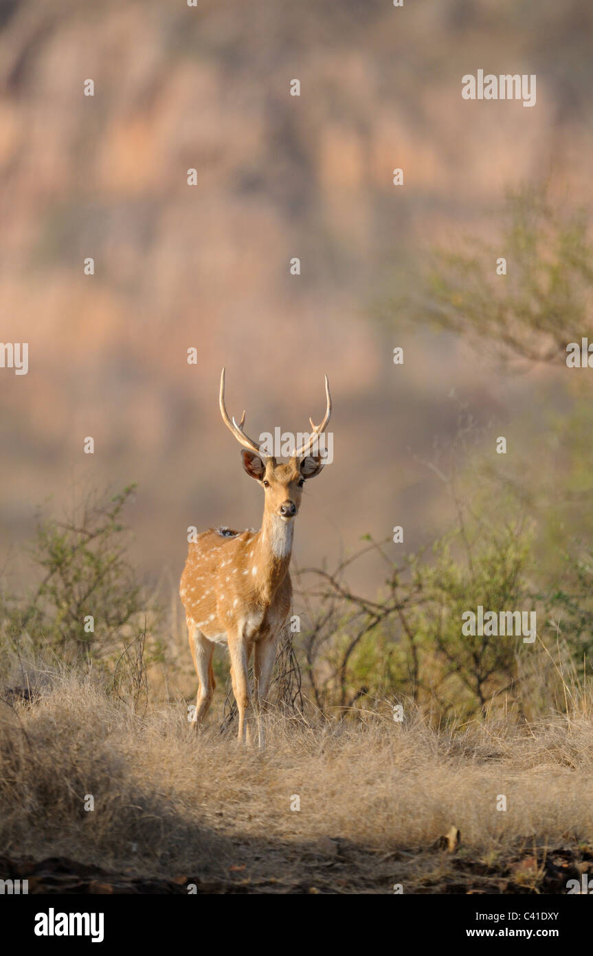 Portrait of a male Spotted or Axis deer (Axis axis) in Ranthambhore at ...