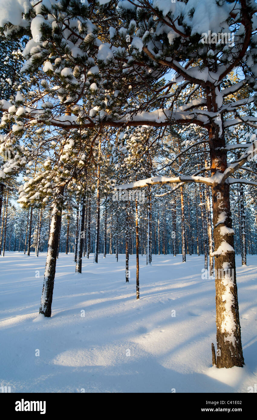 Pine trees ( pinus sylvestris ) growing on dry heathland at taiga ...