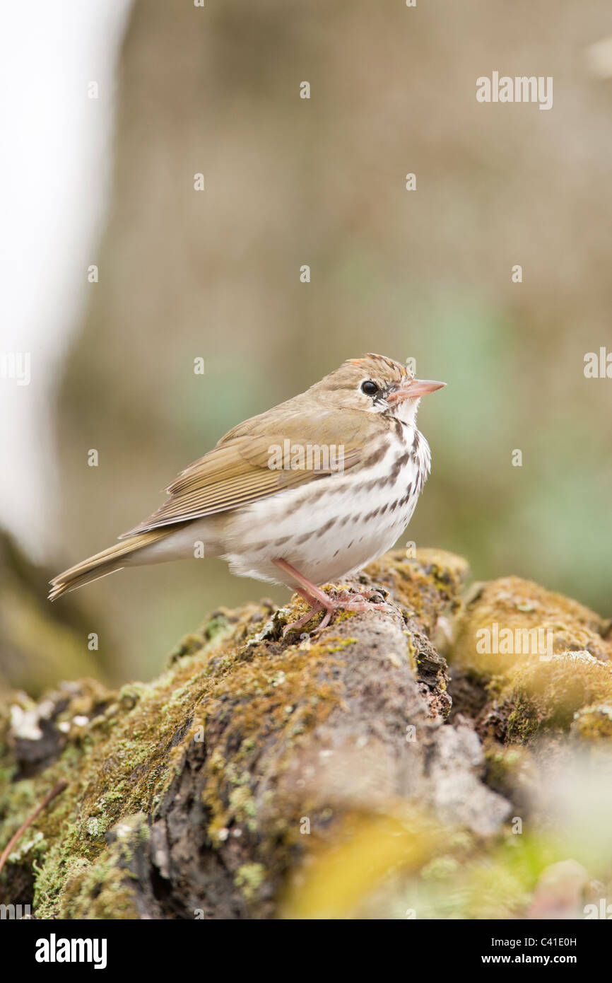 Ovenbird - Vertical Stock Photo - Alamy