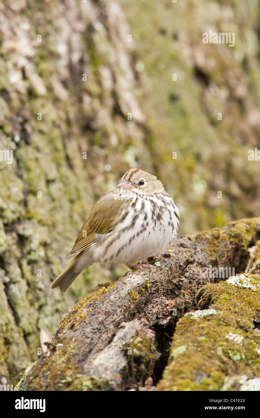Ovenbird - Vertical Stock Photo - Alamy