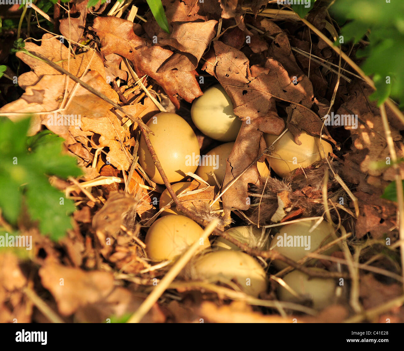Birds Nest Eggs High Resolution Stock Photography and Images - Alamy