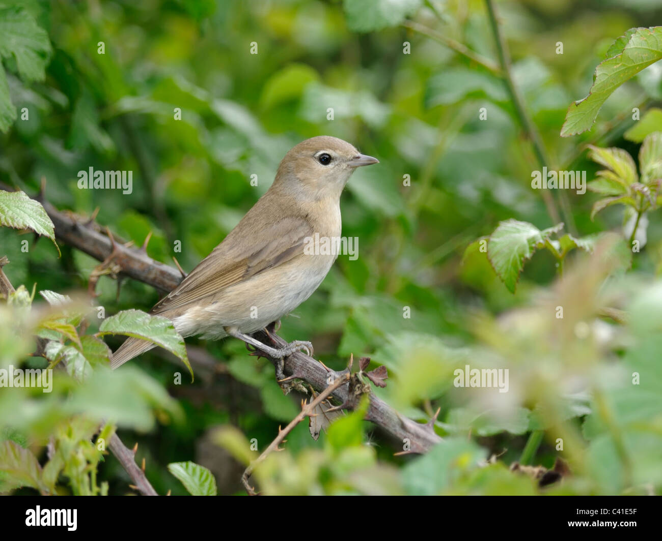 Garden Warbler ( Sylvia borin ) Seeking cover in a bramble bush Stock ...