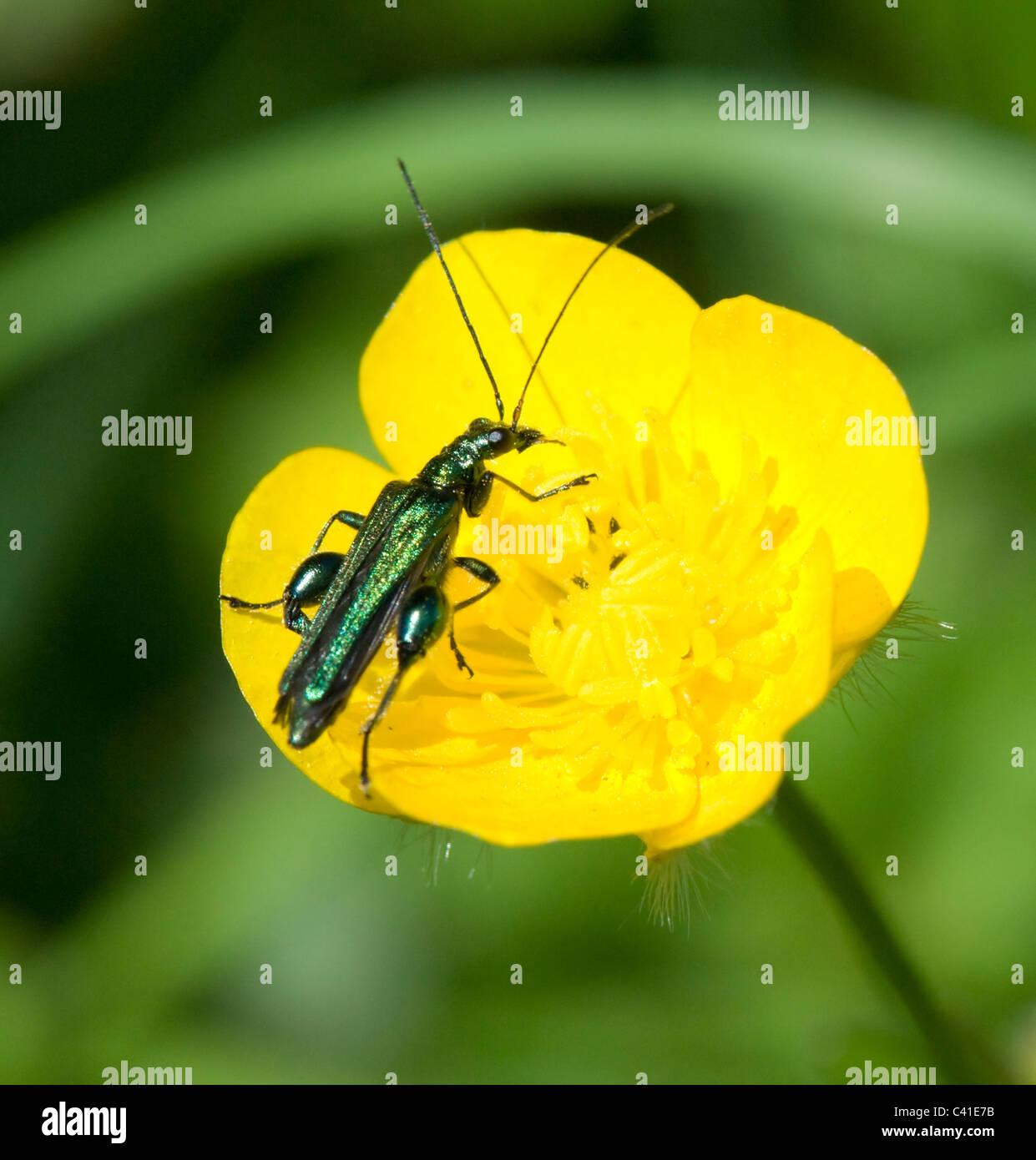 Green beetle uk hi-res stock photography and images - Alamy