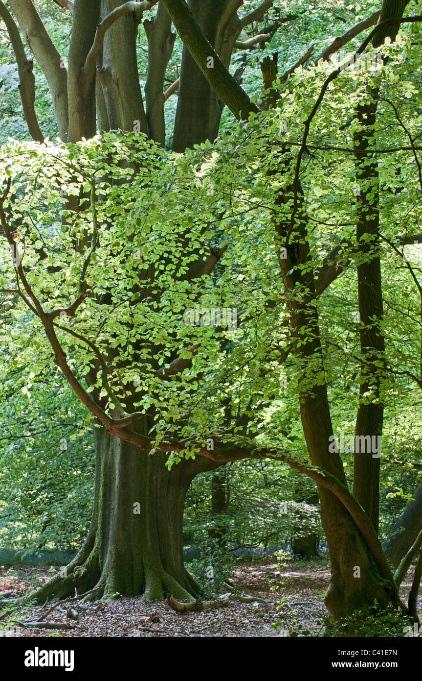 Beech trees: Fagus sylvatica. Fresh leaves in spring Stock Photo - Alamy