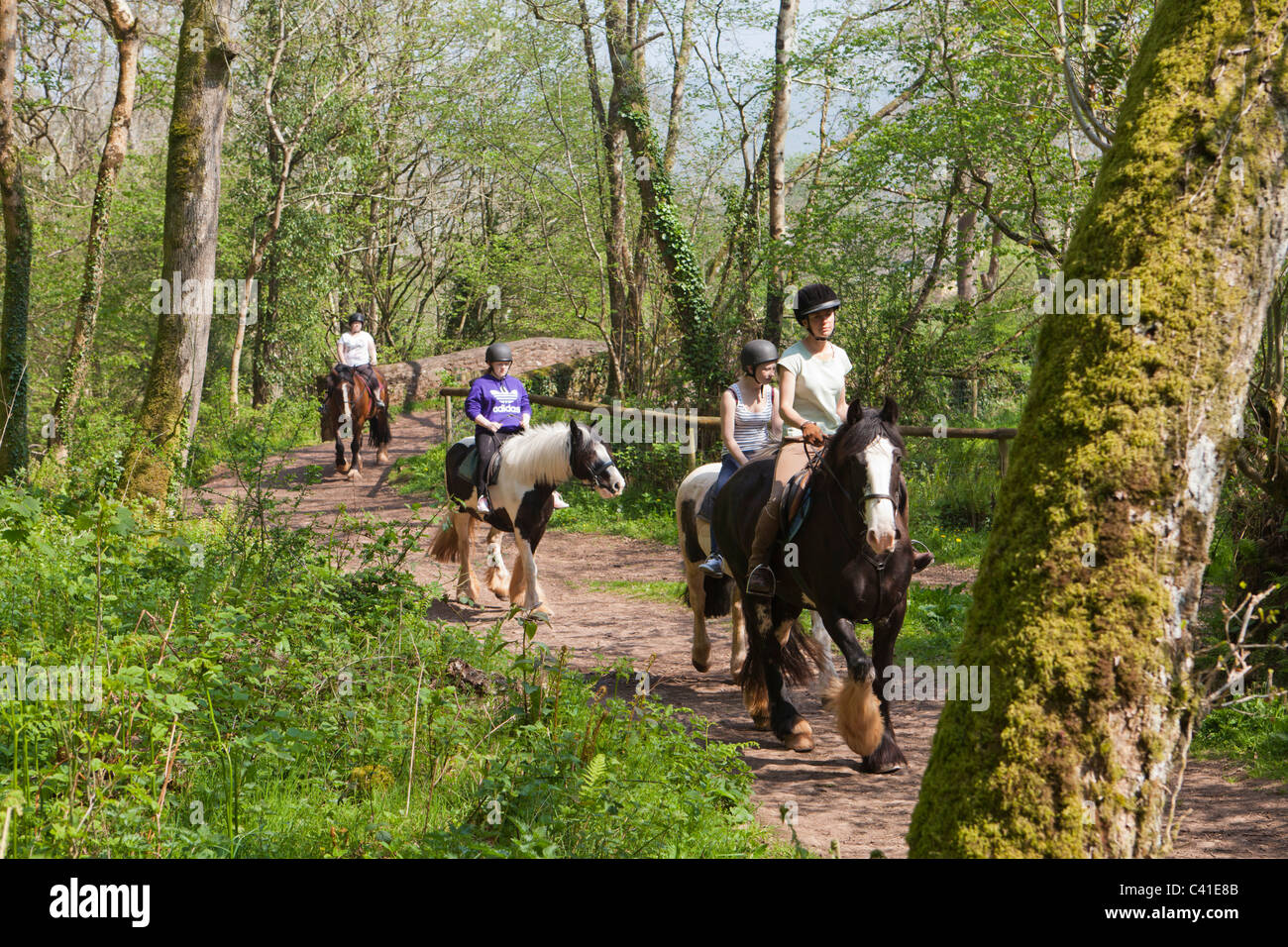 Springtime in Exmoor - pony trekking in Horner Woods, Horner, Somerset ...