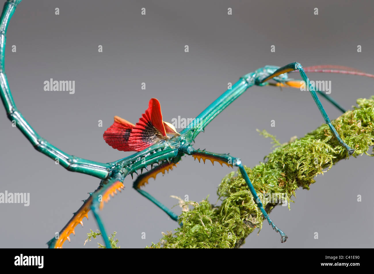 Male Stick Insect (Achriopetra fallax) in defensive position, Captive ...