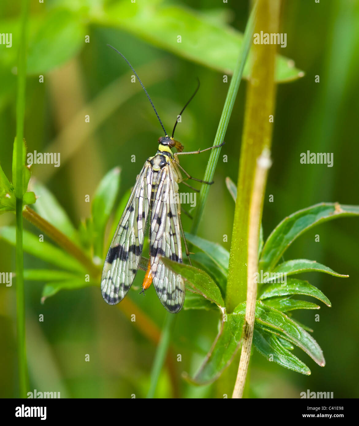 Scorpion-Fly (Panorpa spp, Order Mecoptera), UK Stock Photo - Alamy