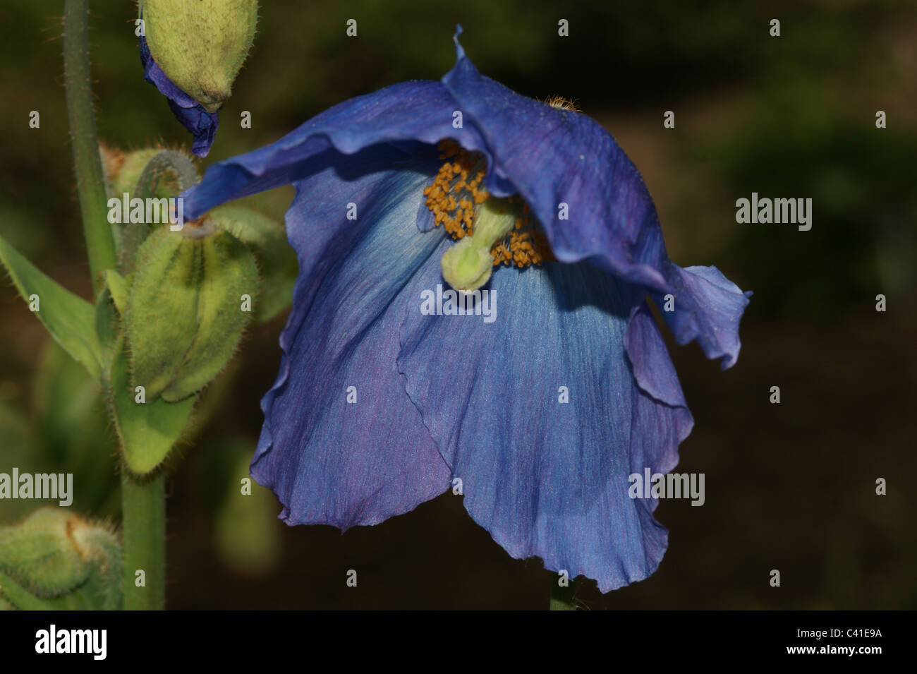 Meconopsis keillour hi-res stock photography and images - Alamy