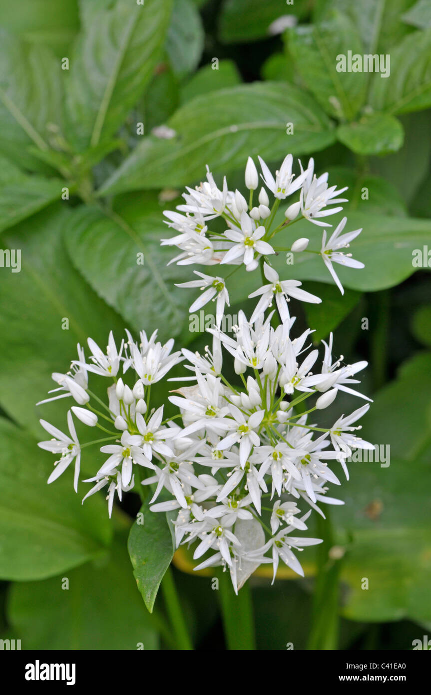 Ramsons, or Wild Garlic: Allium ursinum Stock Photo - Alamy
