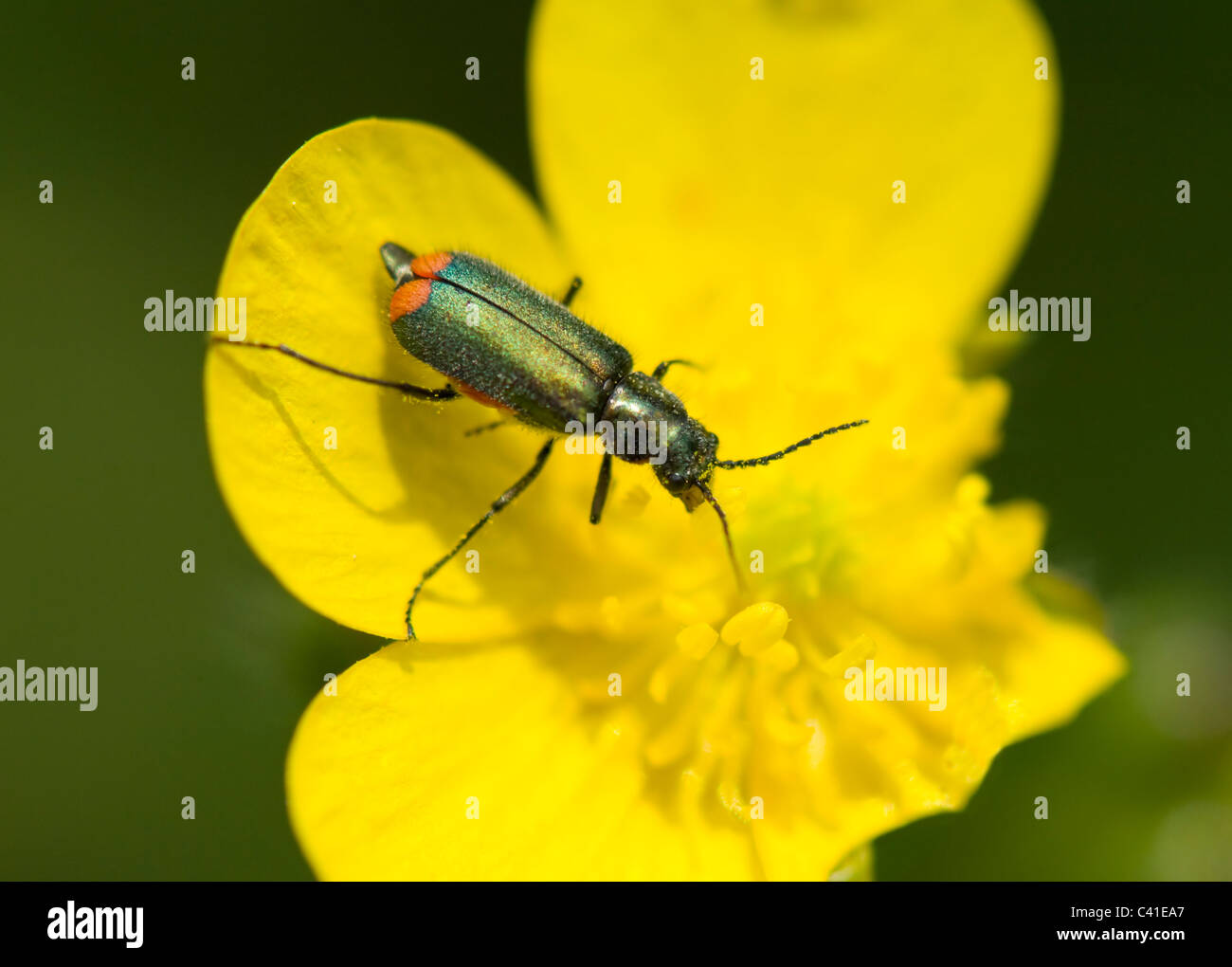 Green beetle uk hi-res stock photography and images - Alamy