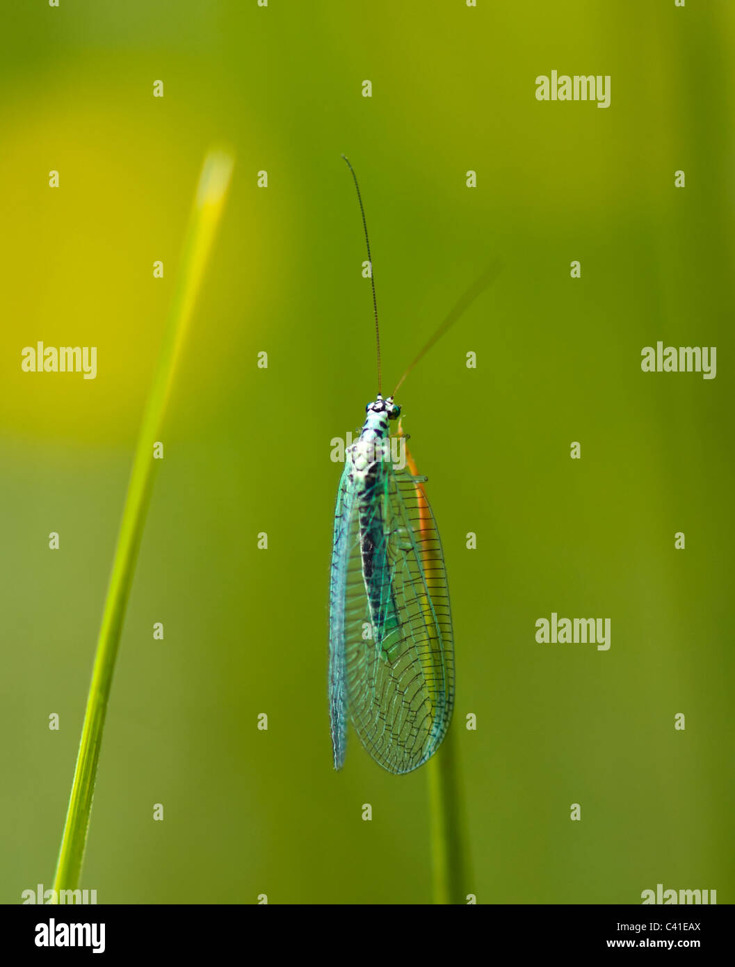 Chrysopa perla hi-res stock photography and images - Alamy