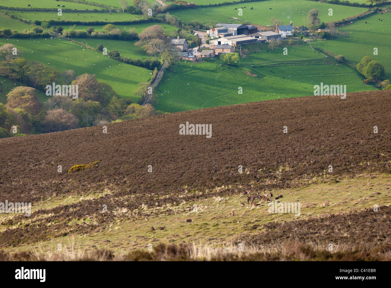 Springtime in Exmoor - a herd of red deer on Stoke Pero Common ...