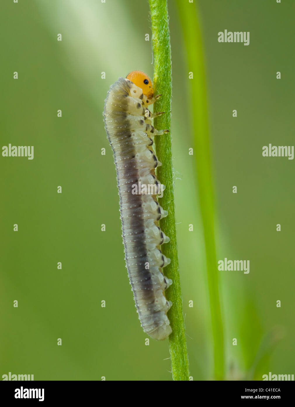 Sawfly Larva, Hampshire, UK Stock Photo - Alamy
