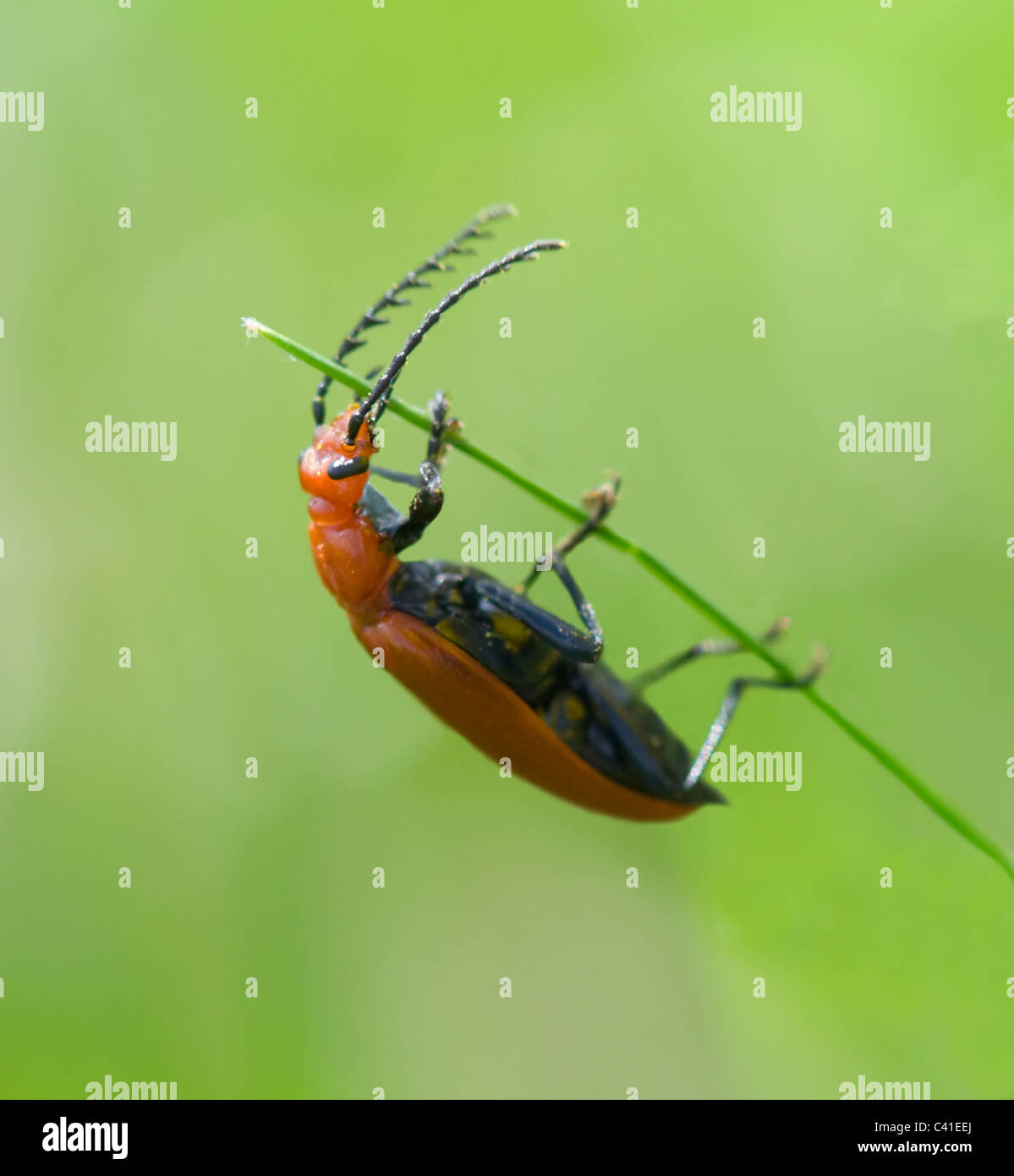 Red headed beetle hi-res stock photography and images - Alamy
