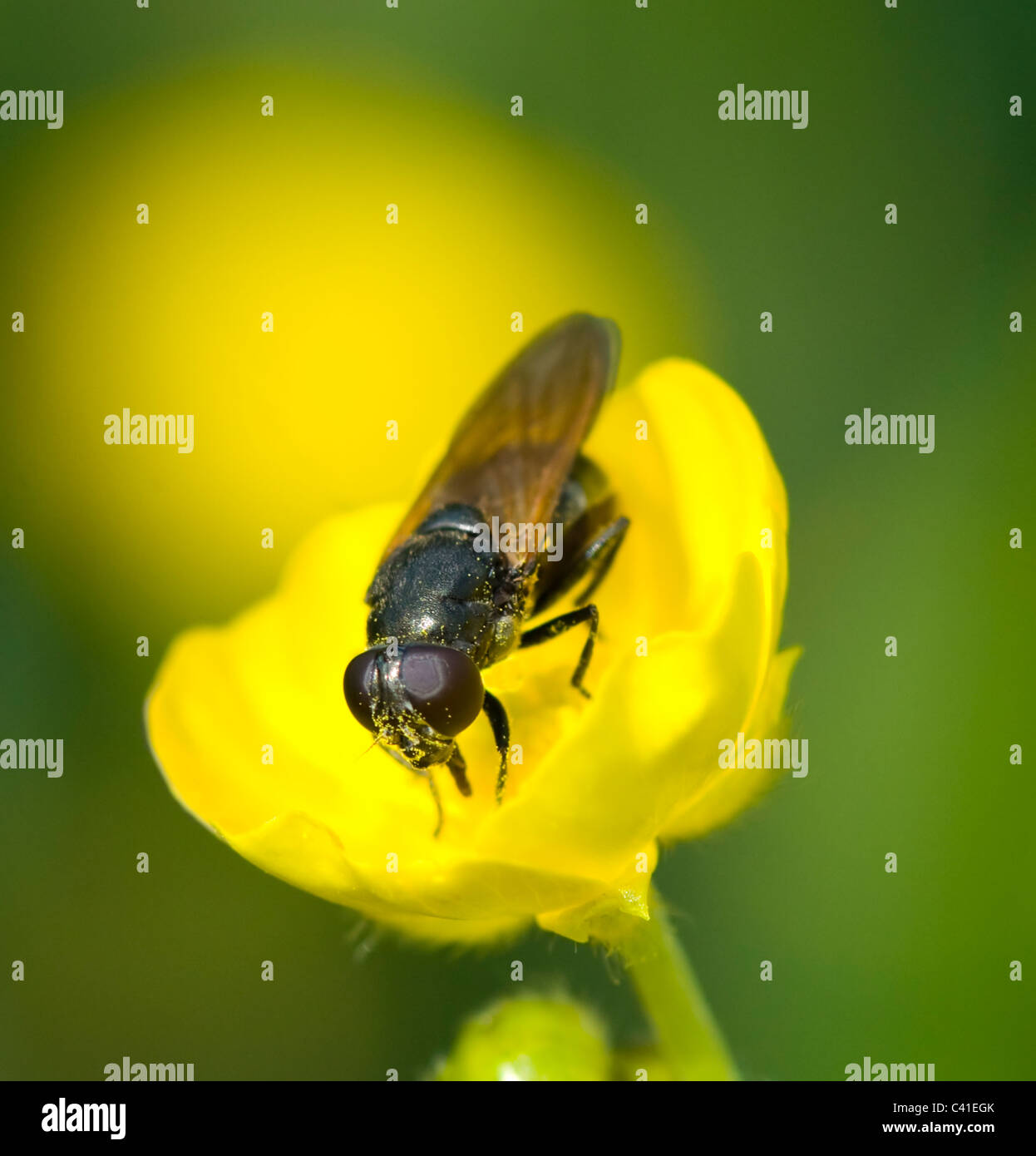 Soldier fly hi-res stock photography and images - Alamy