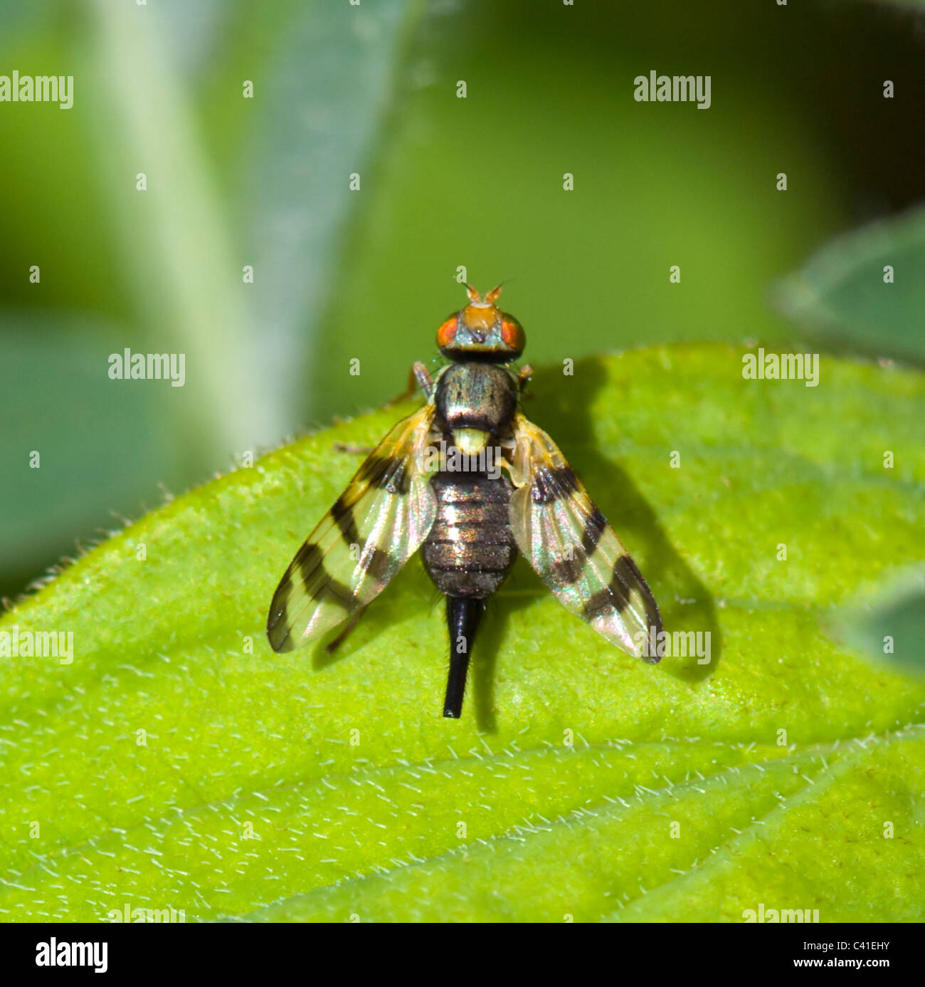Picture winged flies hi-res stock photography and images - Alamy