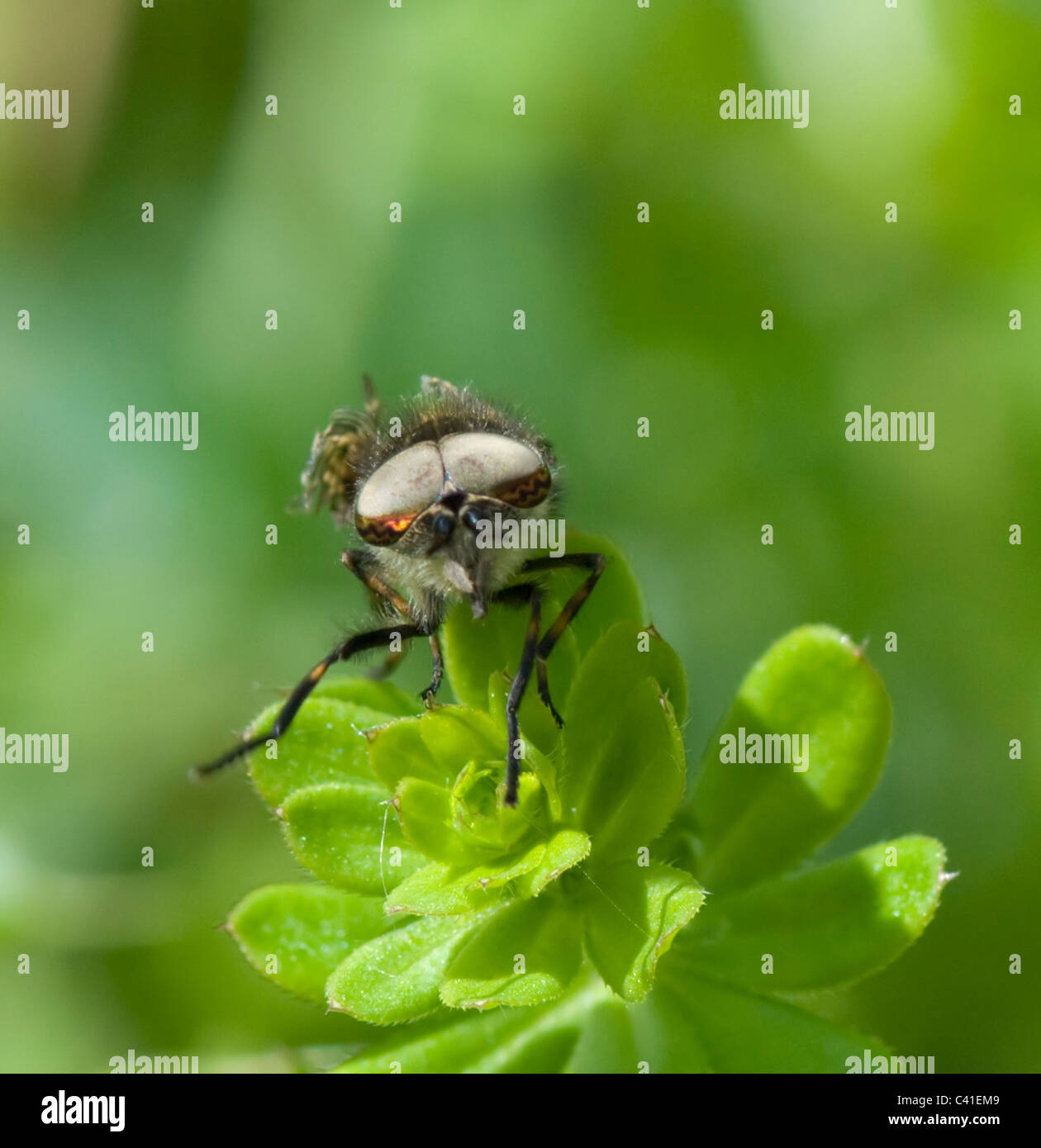 Cleg-Fly (Tabanus), Hampshire, UK Stock Photo - Alamy