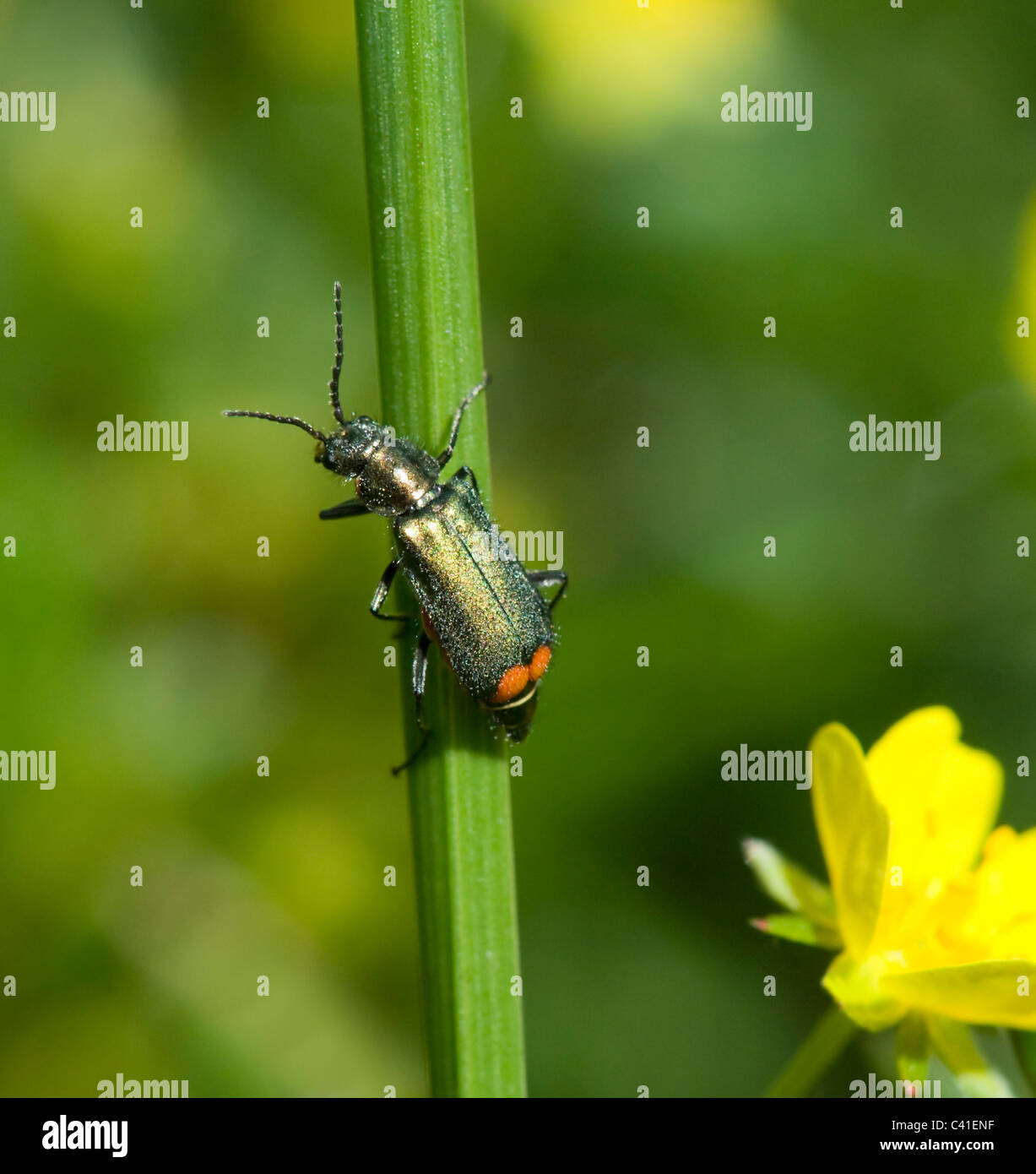 Common malachite beetles hi-res stock photography and images - Alamy