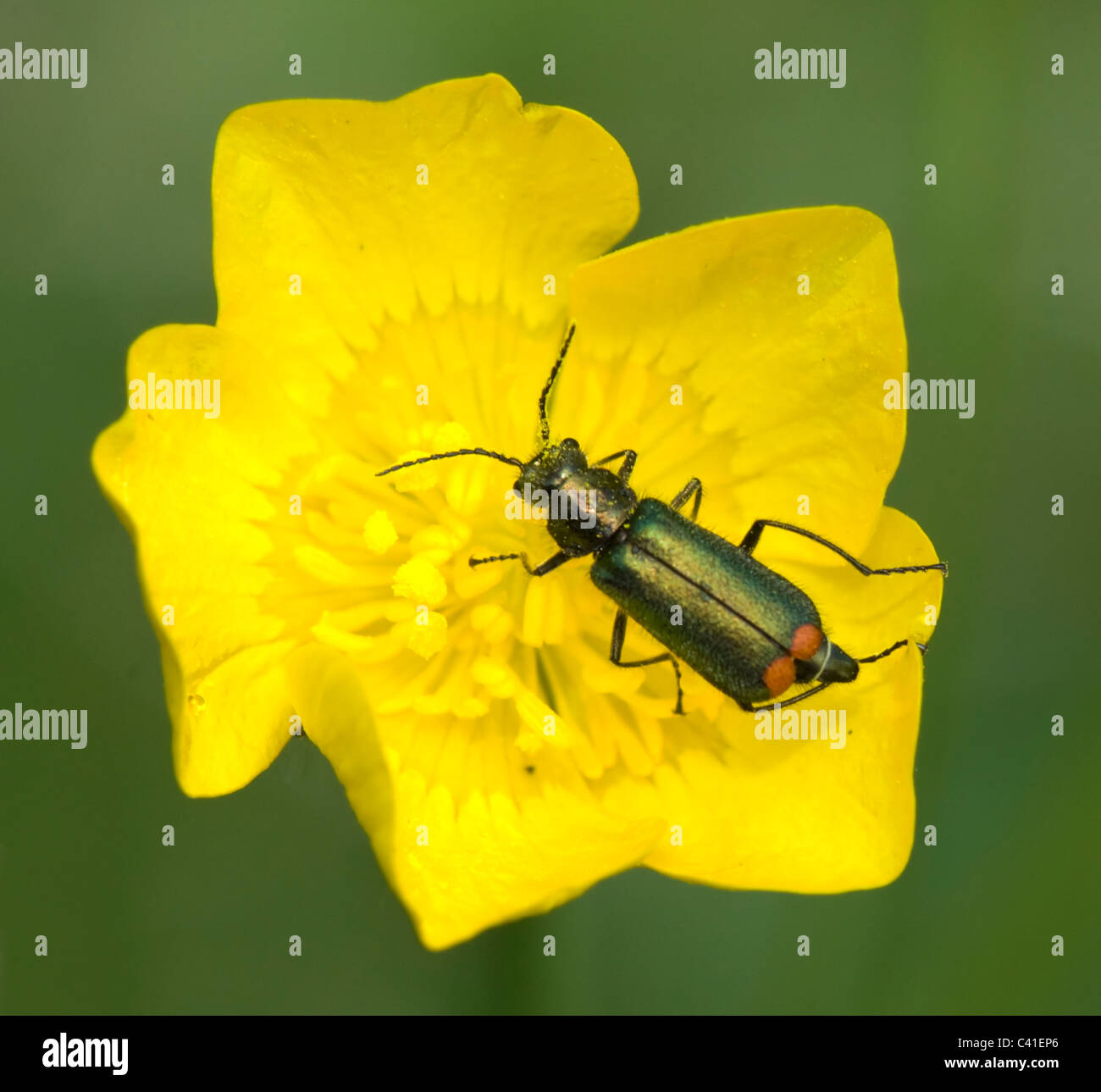 Green beetle uk hi-res stock photography and images - Alamy