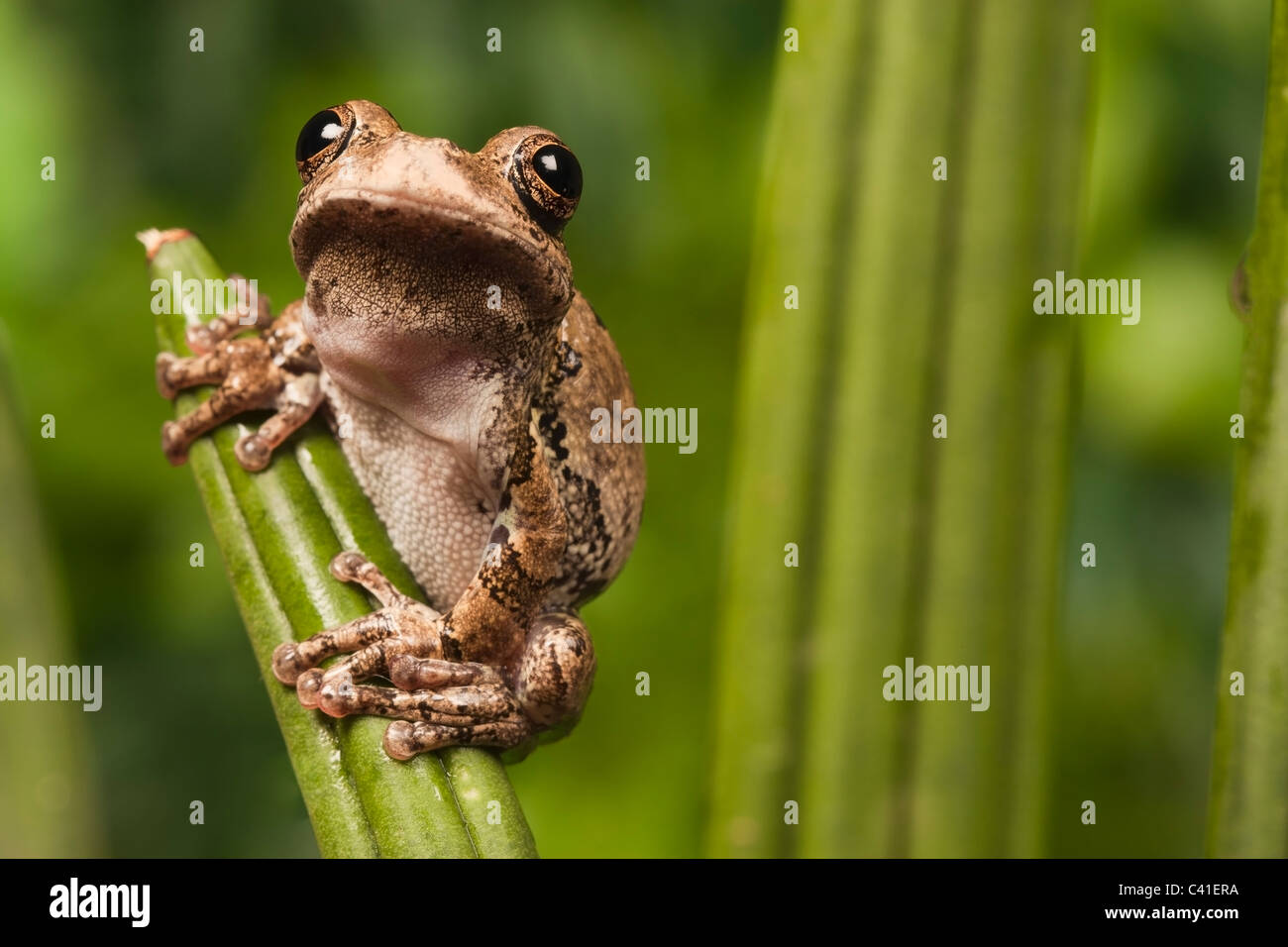 American Green Tree Frog Eating