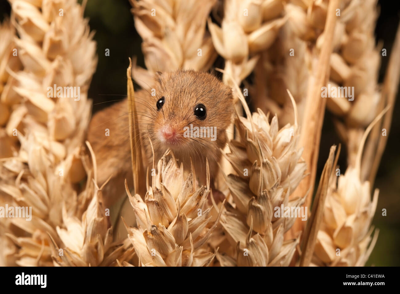 Harvest mouse hi-res stock photography and images - Alamy
