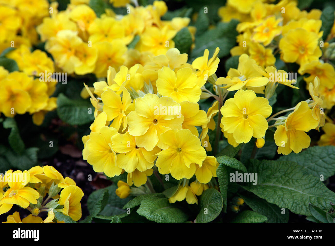 Yellow polyanthus hi-res stock photography and images - Alamy