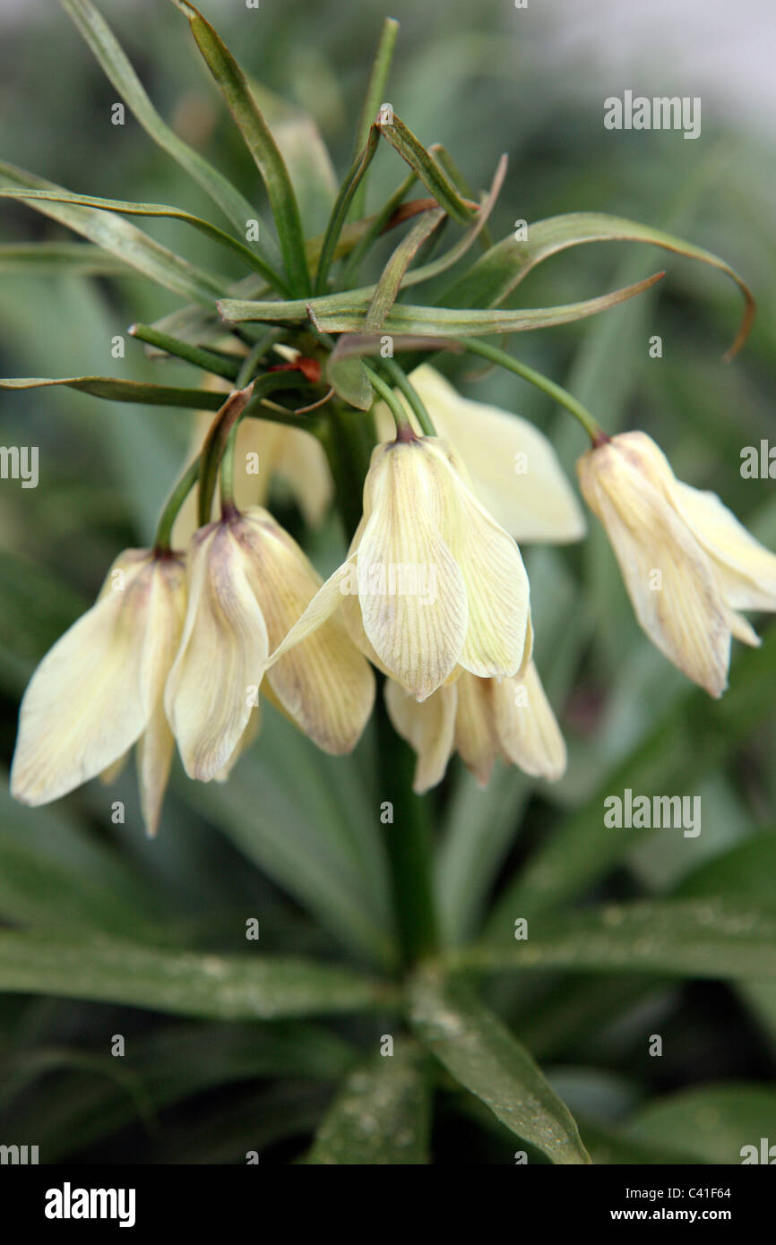 Fritillaria raddeana hi-res stock photography and images - Alamy
