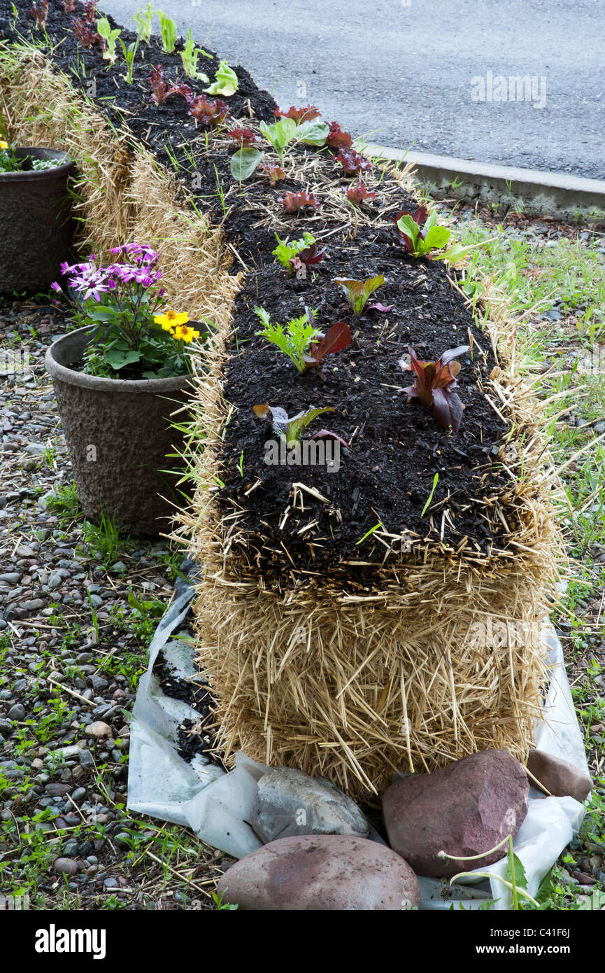 Hay Bale Raised Planter Beds Tale Of A Strawbale Raised Bed