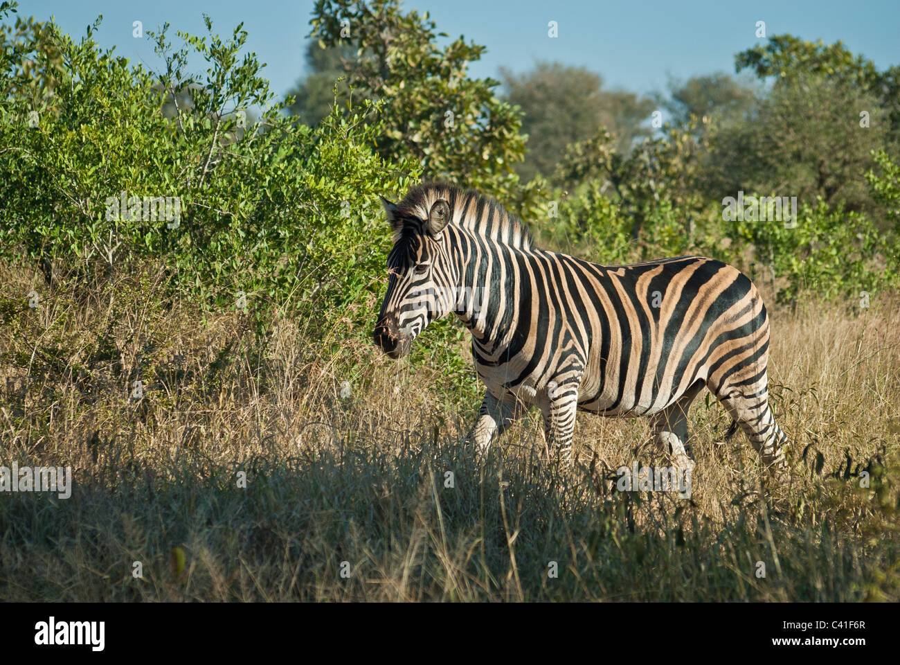 A zebra feeding on grass Stock Photo - Alamy