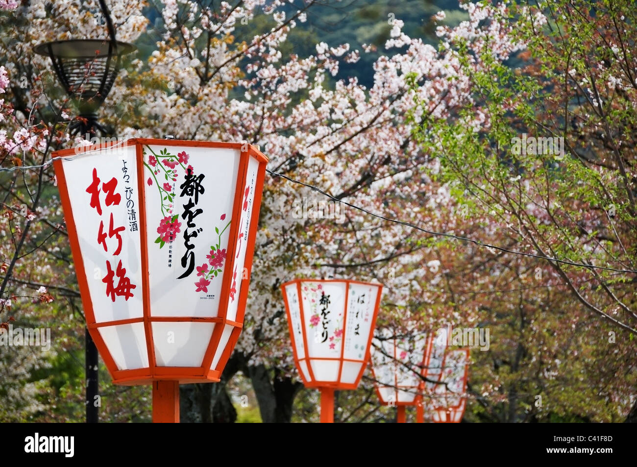 Maruyama Koen Park is filled with blooming cherry trees and rows of ...