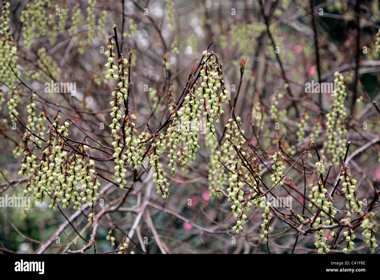 Stachyurus chinensis hi-res stock photography and images - Alamy