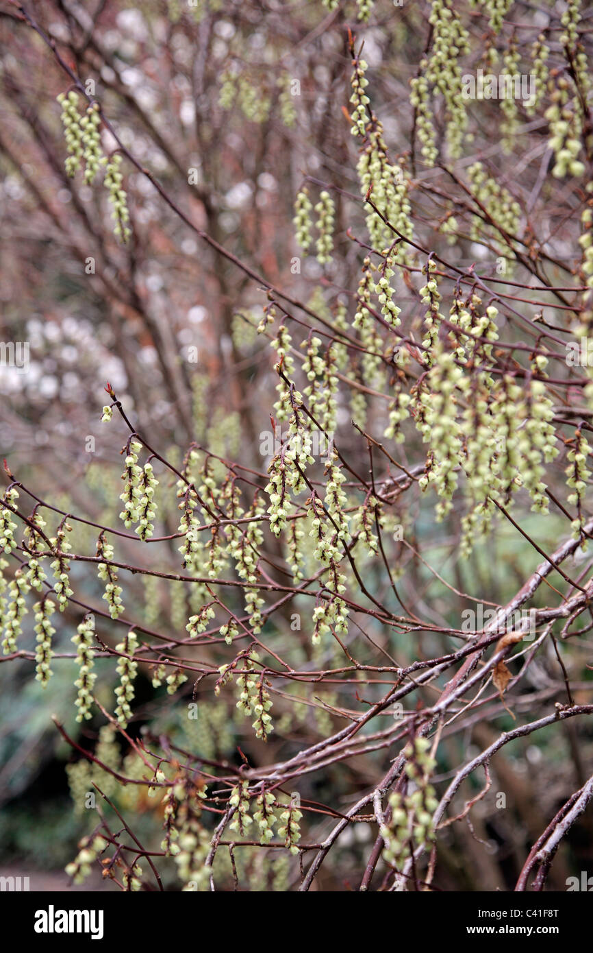 Stachyurus chinensis hi-res stock photography and images - Alamy